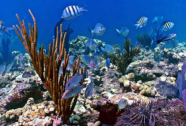 10 exotic Coral Reefs!