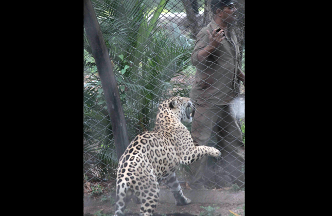 Jaguar playing with tree branches