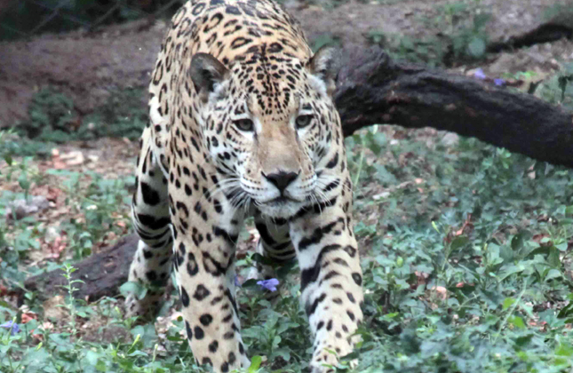 Jaguar playing with tree branches