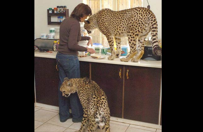 Cheetahs, Lions, Tigers Inside A Home