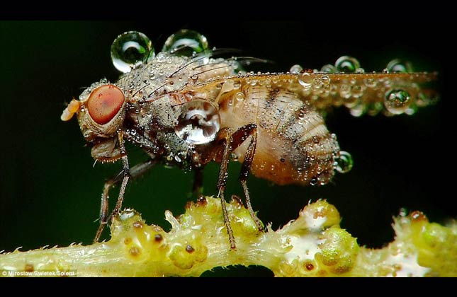 Pictures Of Sleeping Insects Covered In Water Droplets